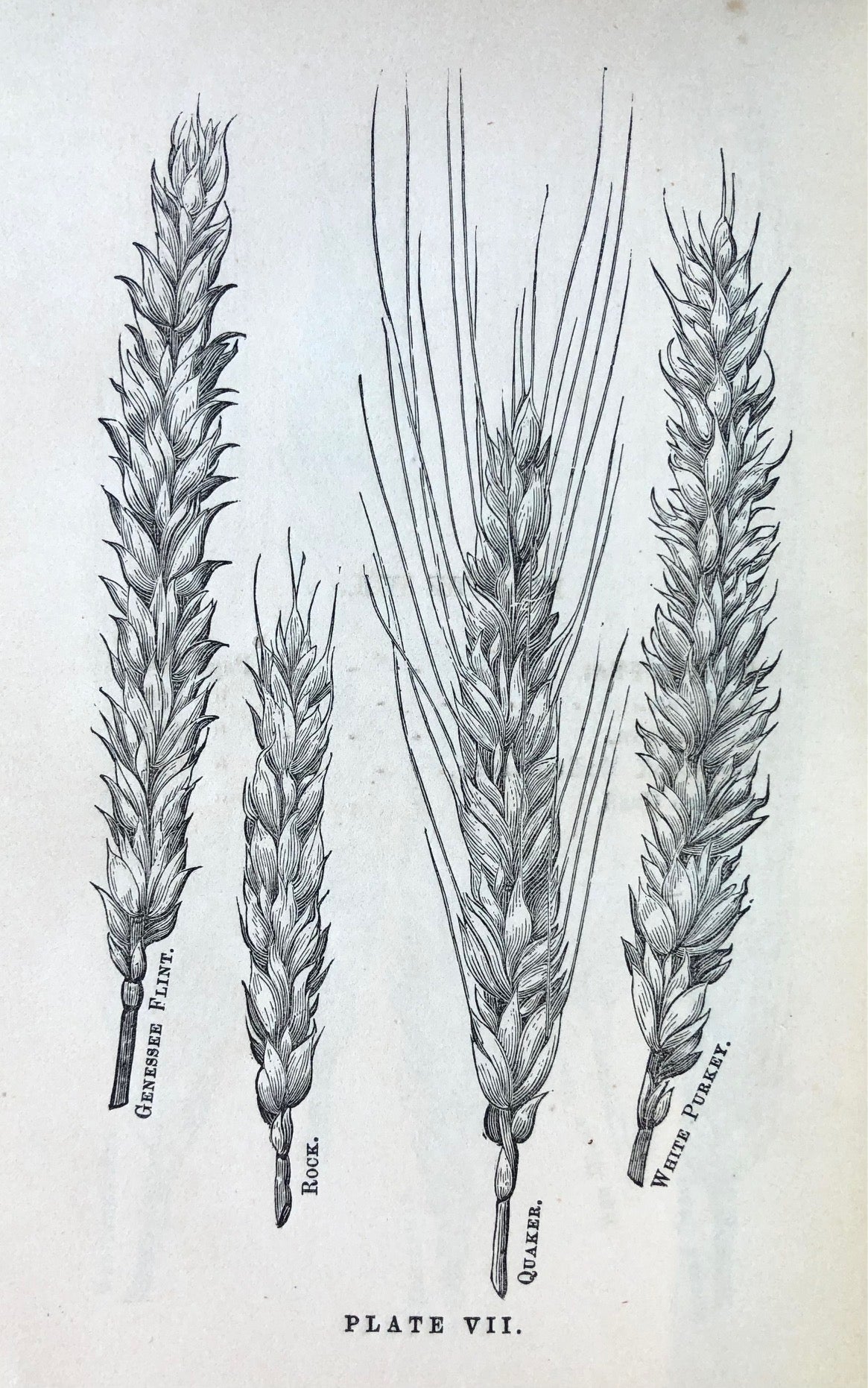 Wheat Crops Drawing